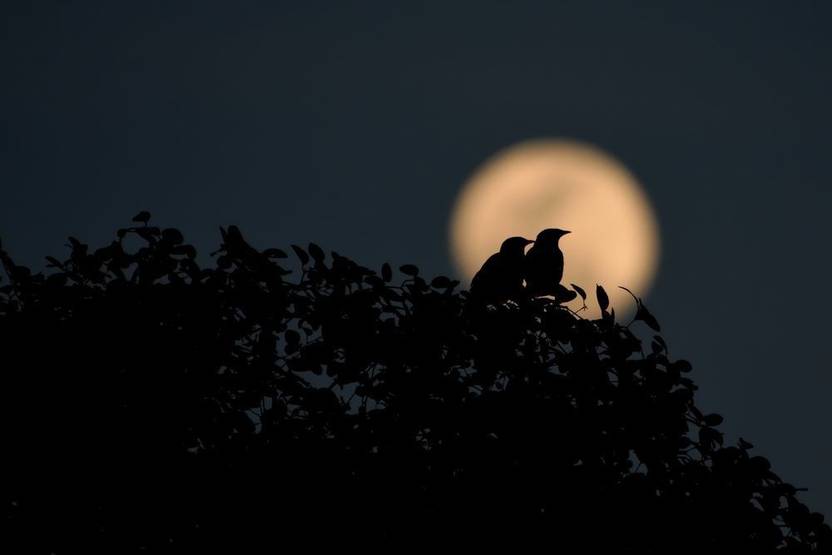 KD couple bird with moon Sticker Poster|Night Moon Poster|Nature Poster ...