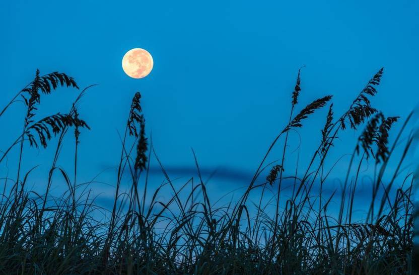 KD beautiful moon with grass Poster|Night Moon Poster Paper Print ...