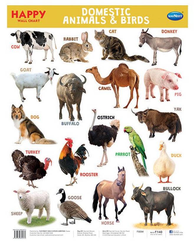 Navneet Happy Wall Chart - Domestic Animals & Birds: Buy Navneet Happy ...