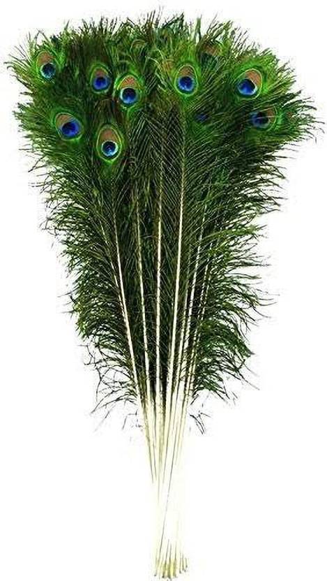 mor pankh Pack of 10 Decorative Feathers Price in India - Buy mor pankh ...