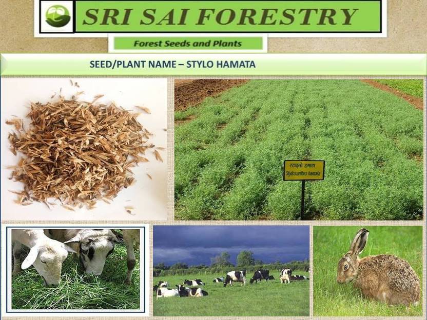 SRI SAI FORESTRY Stylo Hamata, Stylosanthes hamata, Animal Fodder ...