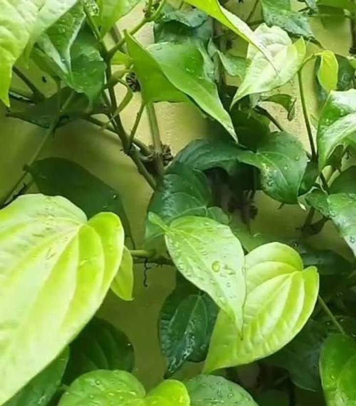 Trothic Gardens Betel Leaf Maghai Paan plant(polybag) Price in India ...