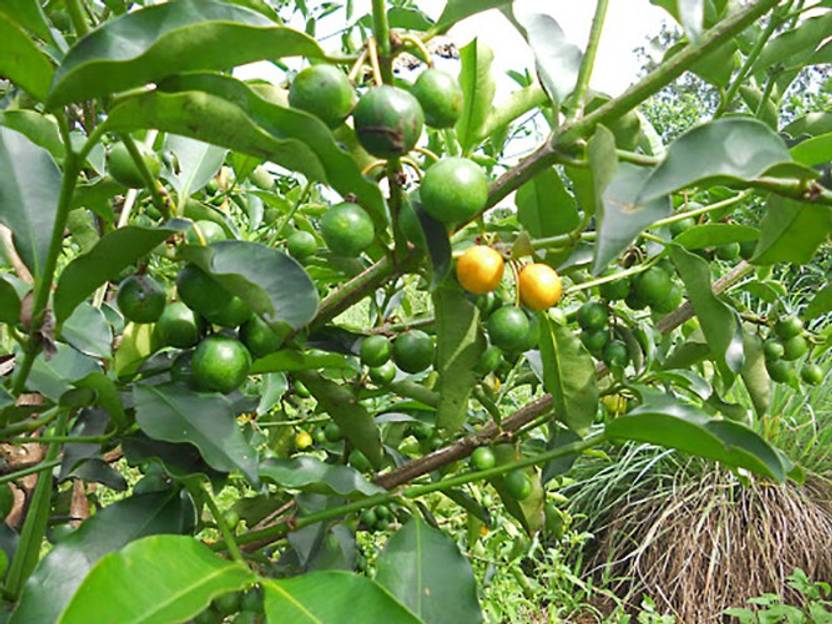 Trothic Gardens Baraba Fruit Sweet Lemon Drop Mangosteen Garcinia ...