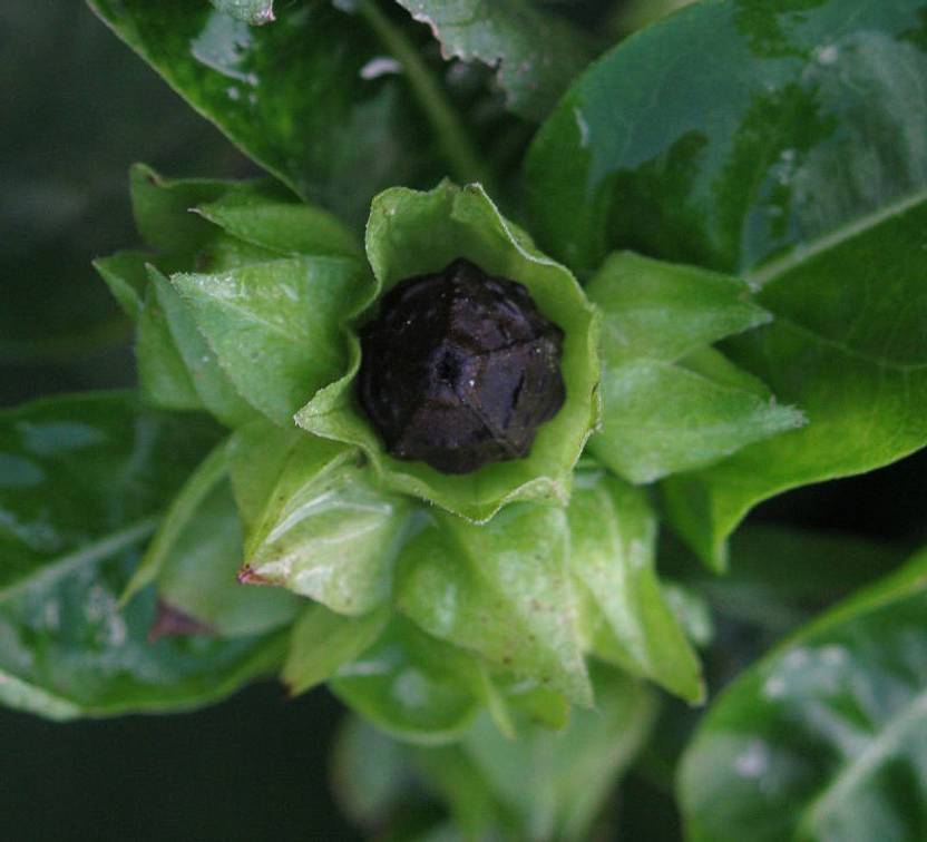 Green Tree gulbas, mirabilis, 4 o'clock palnt, Marvel-of-peru, Marvel ...