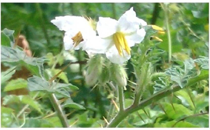 MODERN PLANT Live White Kateri/Kantakari/Solanum surattense Herbal ...