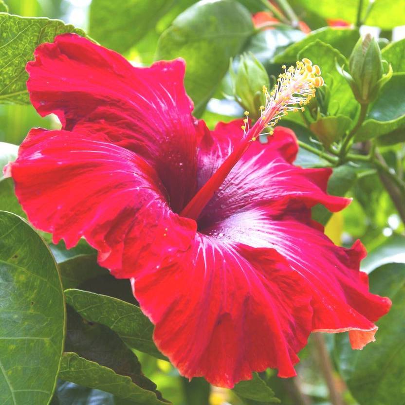 Vamsha Nature Care Red Hibiscus, Lal Jaba , Gudhal Flower Live Plant ...