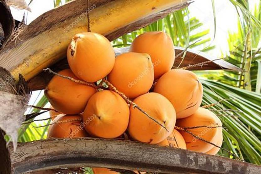 Trothic Gardens Coconut" Orange Malayan" Live Plant Kerala Coconut Tree ...