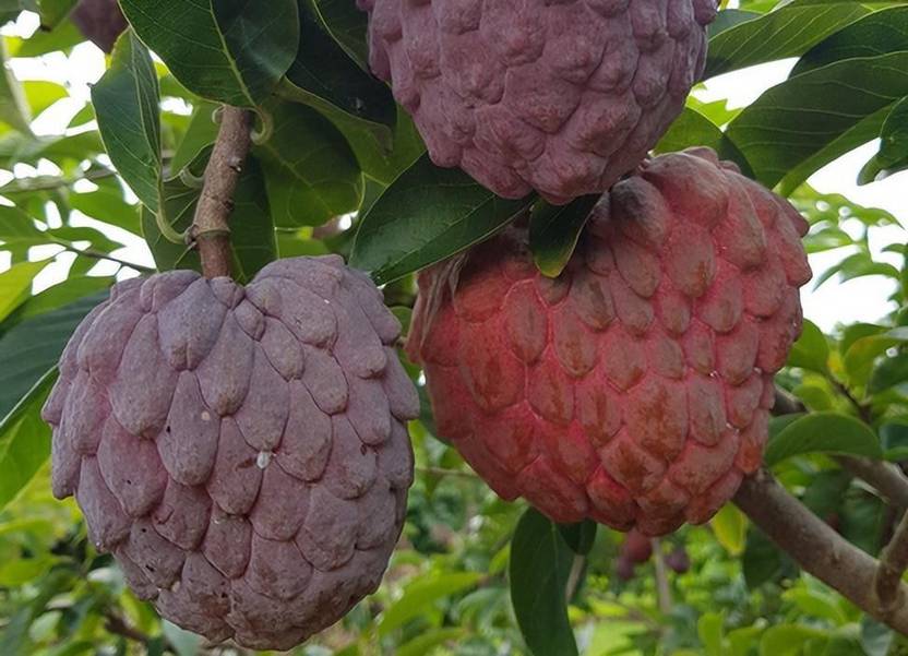 Grow Basket Rare Red Custard Apple fruit seeds Seed Price in India ...