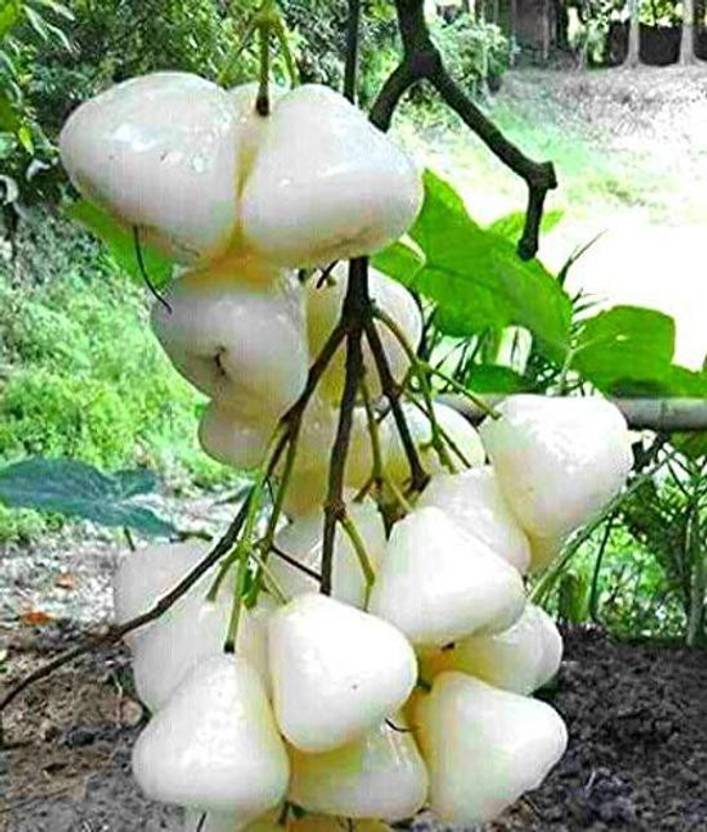 Corofitam Rare Syzygium samarangense" White Wax Apple" -Dwarf Variety ...