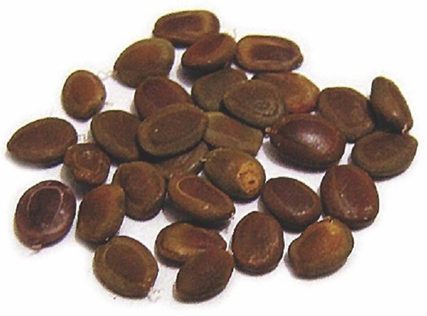 Green India Acacia Leucophloea tree seed/ Ronj Seed Pack of 400g Seed ...