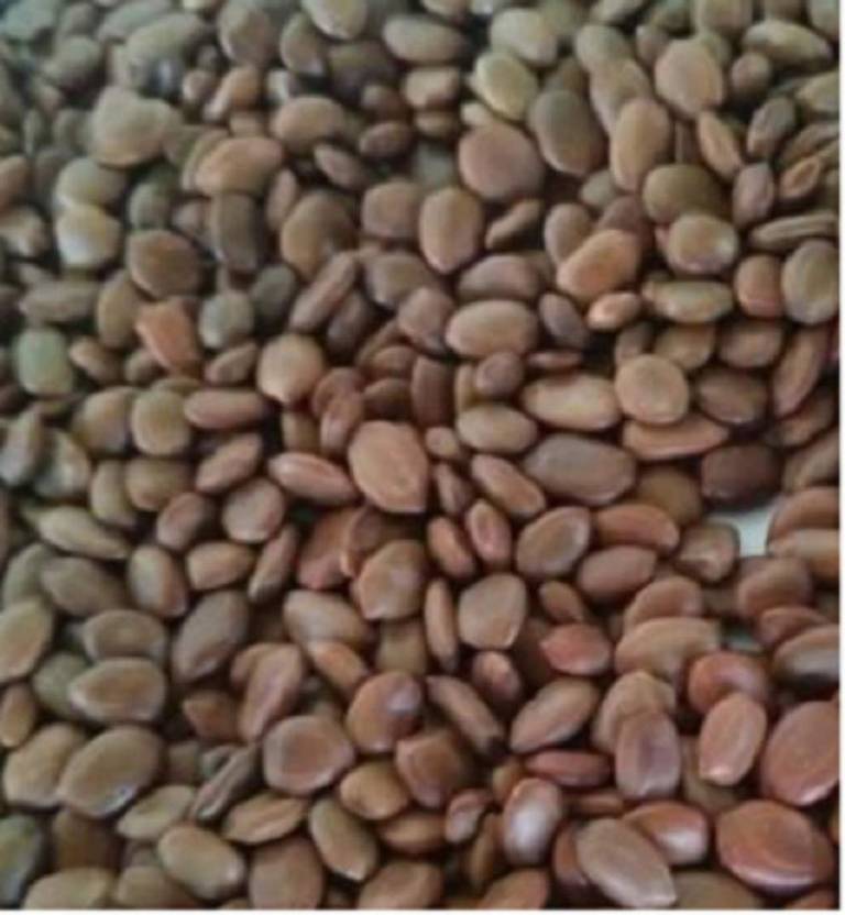 Green India Shami Tree/Banni Tree/Vanni Maram/Prosopis Cineraria Tree ...