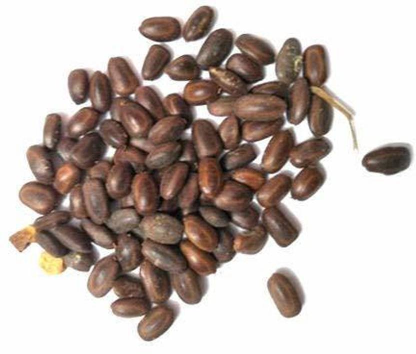 Green India Rain Avenue Tree Seeds (Samanea Saman Seeds) -Pack Of 1 Kg ...