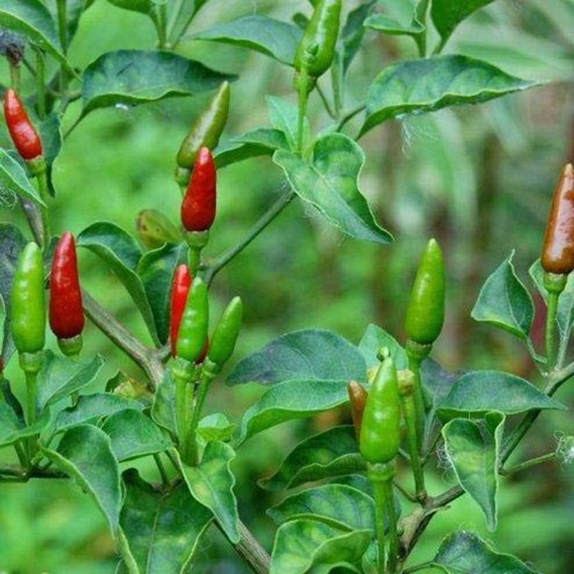 Trothic Gardens Rare Hybrid African Bird Eye Chilli Hot Thai Pepper ...