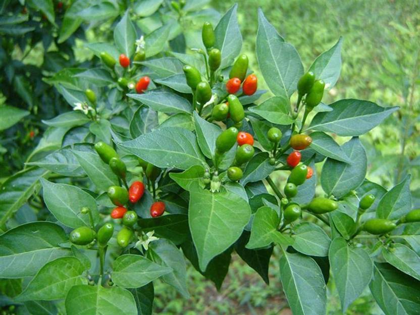 Trothic Gardens Bird Eye Chilli - Kanthari Mulaku, Thai Pepper, Tiny ...