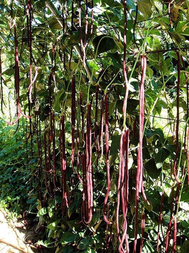 Trothic Gardens Red Cowpea, Rare Dark Red Long Beans Barbatti, Vigna ...