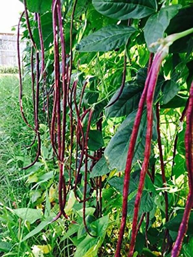 Trothic Gardens RED COWPEA - Red Long Beans/Barbatti - Vegetable Seed ...
