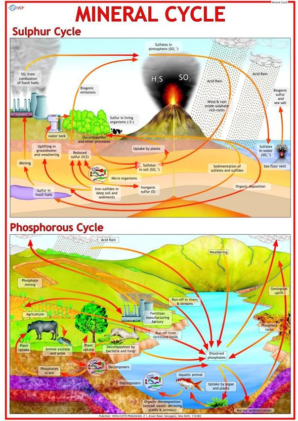 Environment Chart - Mineral Cycle Photographic Paper - Educational ...