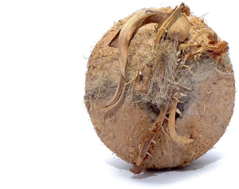 Pandit NM Shrimali Ekakshi Nariyal Flowered One Eye Coconut For Puja ...