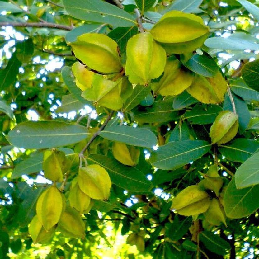 Ayansh Plants Arjun Chaal Terminalia Seed Price in India - Buy Ayansh ...