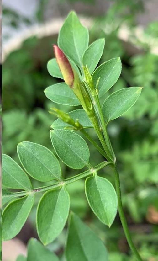 CooPany JATHI MALLI / PICHE POO LIVE PLANT Seed Price in India - Buy ...