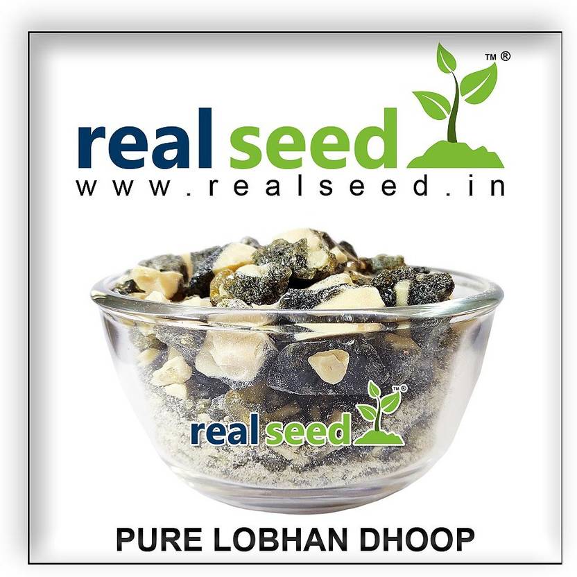 Real Seed Pure Loban/Lobhan Dhoop for Holy Energizer Smoke Natural Herb ...