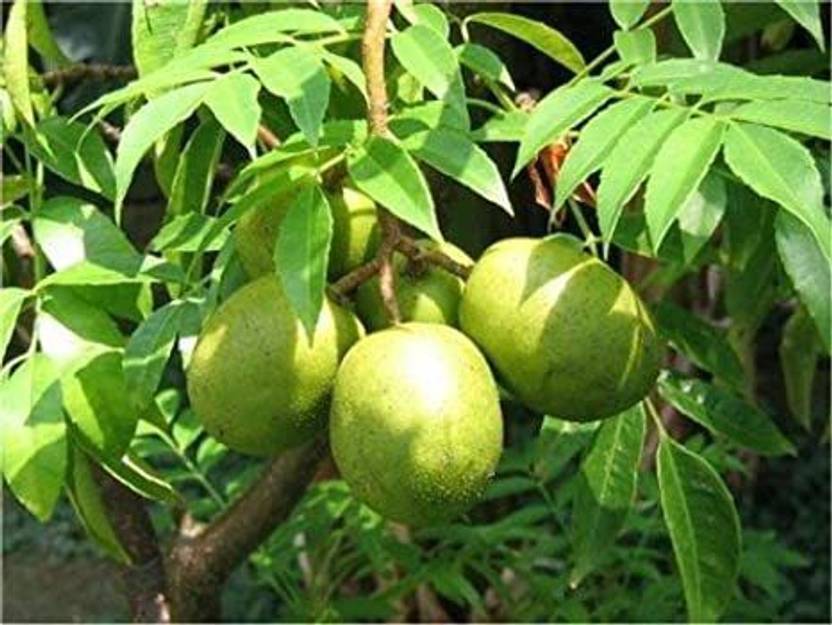 Mohomaya Amra Plant Price in India - Buy Mohomaya Amra Plant online at ...