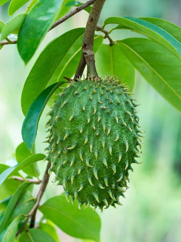 SHOP 360 GARDEN Annona muricata / Soursop / Laxman Phal / Graviola ...