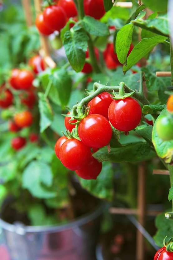 Qualtivate Mini Heirloom Cherry Tomato Seeds Seed Price in India - Buy ...