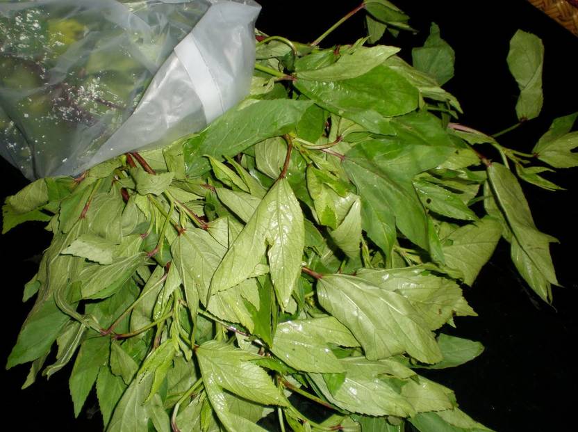 k art Organic Ambada/Gongura Seed Price in India - Buy k art Organic ...
