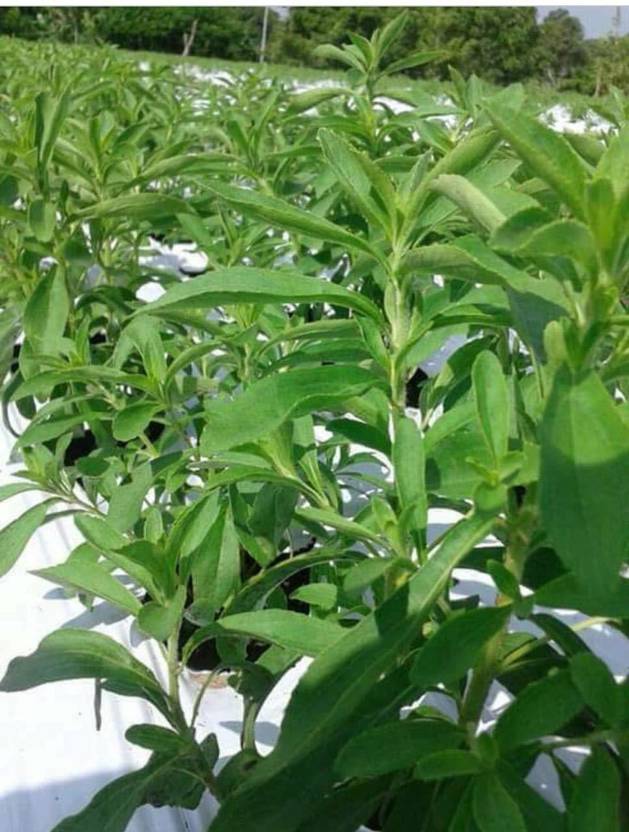 WILLVINE Organic Seeds, Madhura Thulasi, Sweet Tulsi Seed Price in ...