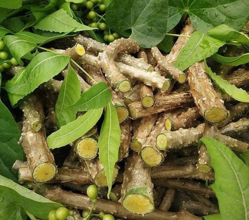 rajasthan farm fresh Giloy Plant Price in India - Buy rajasthan farm ...