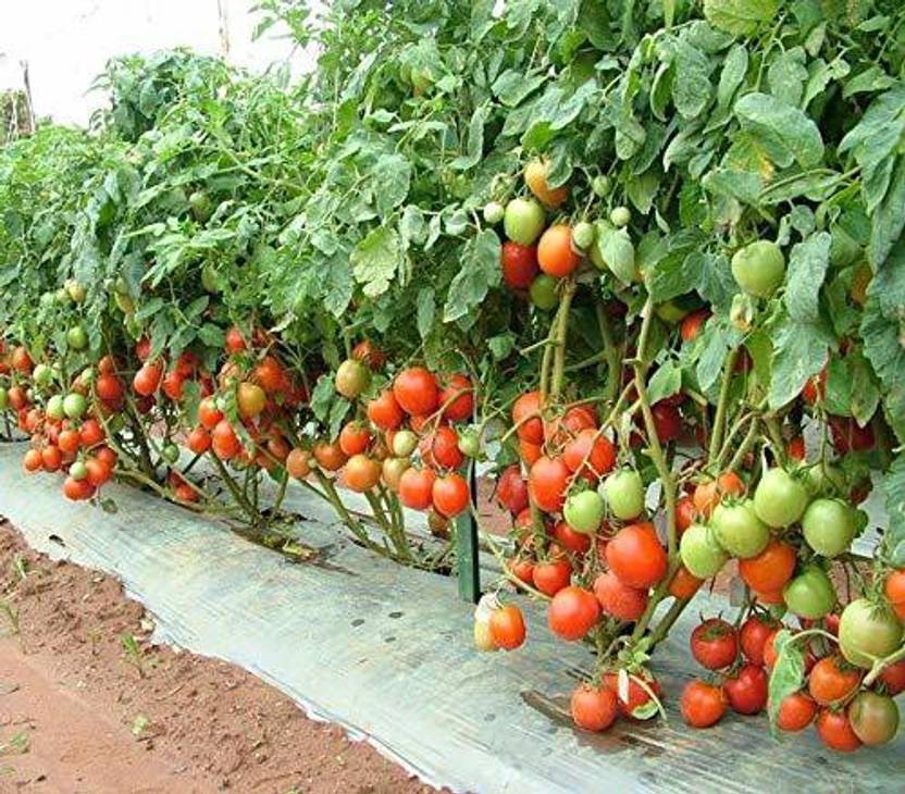 KANAYA Tamatar Seed Price in India - Buy KANAYA Tamatar Seed online at ...