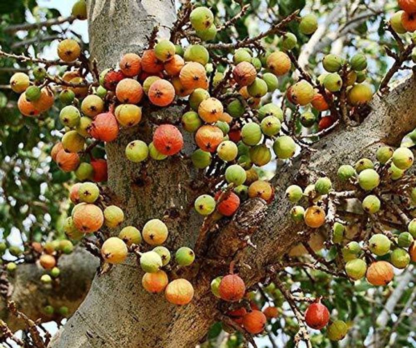 GETFLIX Gular/Cluster Fig Plant Price in India - Buy GETFLIX Gular ...