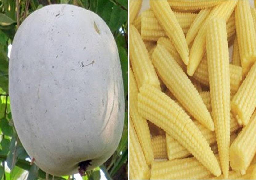 WILLVINE Ash Gourd (Mithai Petha) and Baby Corn Seeds Seed Price in ...