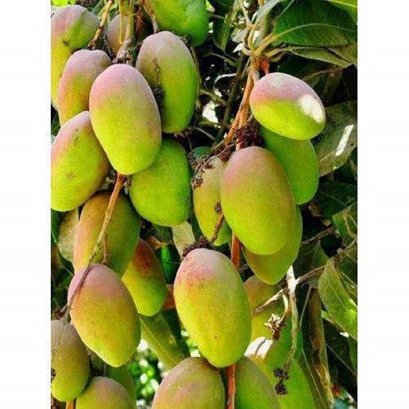 Exotica Orchids Mango Plant Price in India - Buy Exotica Orchids Mango ...