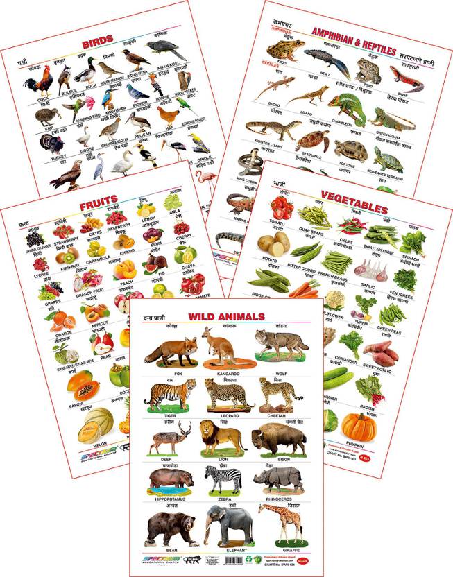 SpectrumChart Spectrum Educational Large Wall Charts (Set of 5 ...
