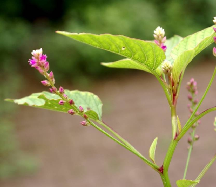 Green Tree False Amaranth, lata mouri, chanchali, kunjar, kunanjara ...