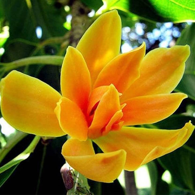 LIVE GREEN Son Champa/Michelia Champaca/Golden Champa Flower Seed Price ...
