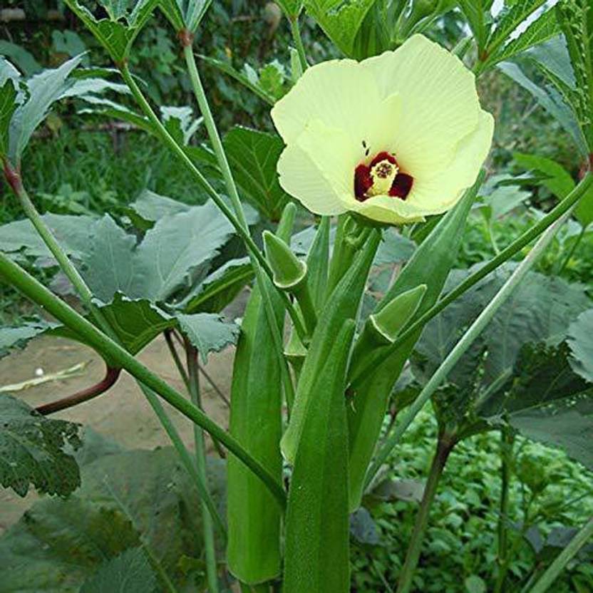 Vibex ® Pusa 496 Green Ladies Finger Bhindi Okra Hybrid Vegetable Seeds Seed Price In India