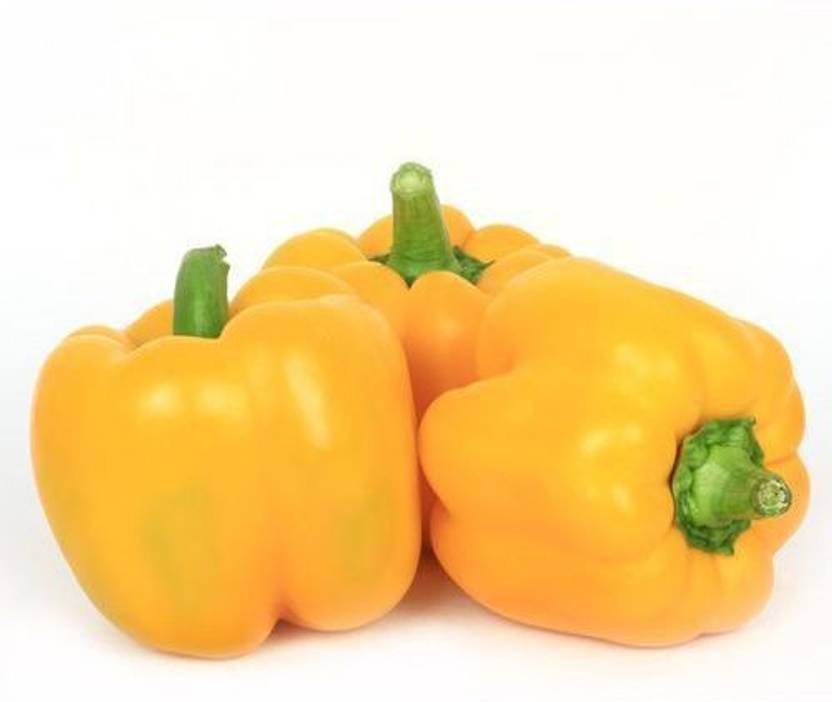 modernseed Yellow capsicum Seed Price in India - Buy modernseed Yellow ...