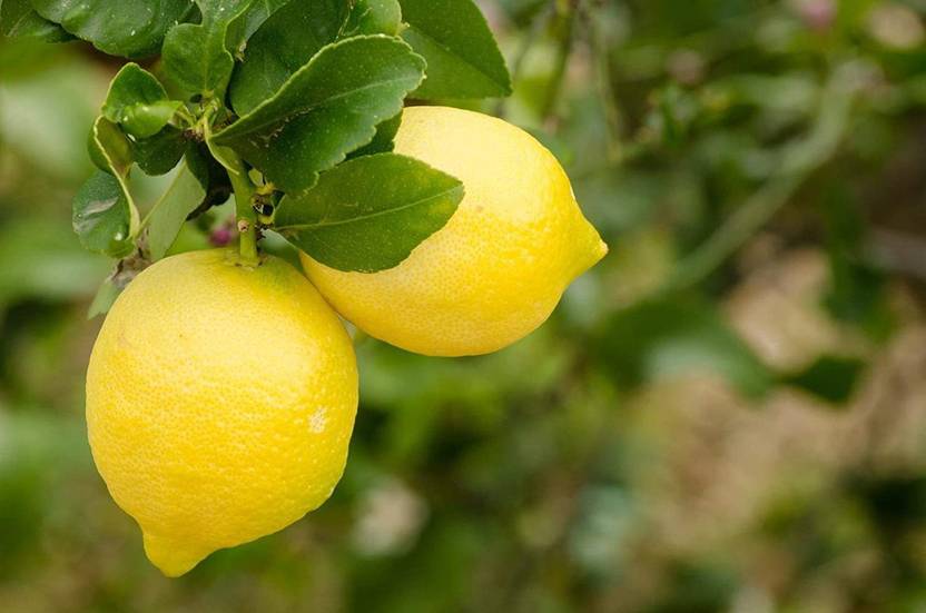 PlantsGuru Lemon Plant Price in India - Buy PlantsGuru Lemon Plant ...