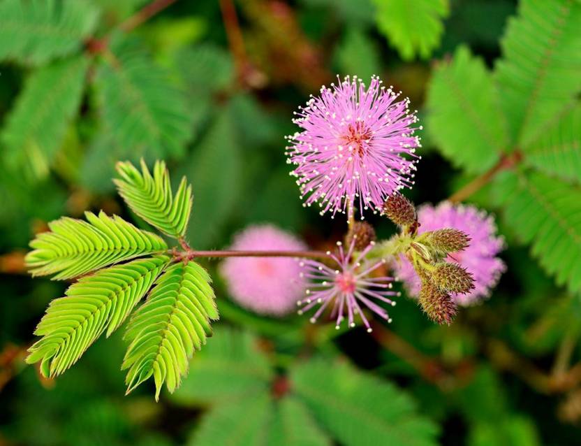 Greenwill Mimosa / Touch Me Not -flower Seeds/ Chui Mui Plant Seeds ...