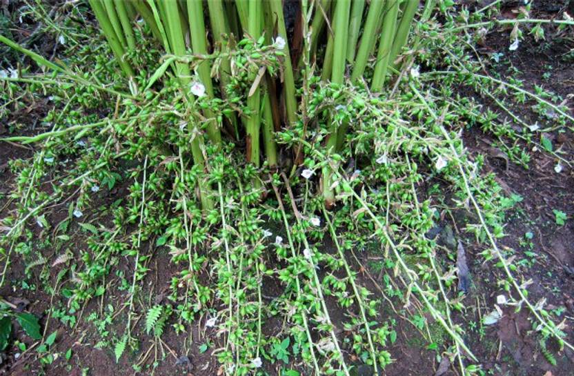 Vamsha Nature Care Elaichi/Cardamom Plant Price in India - Buy Vamsha ...