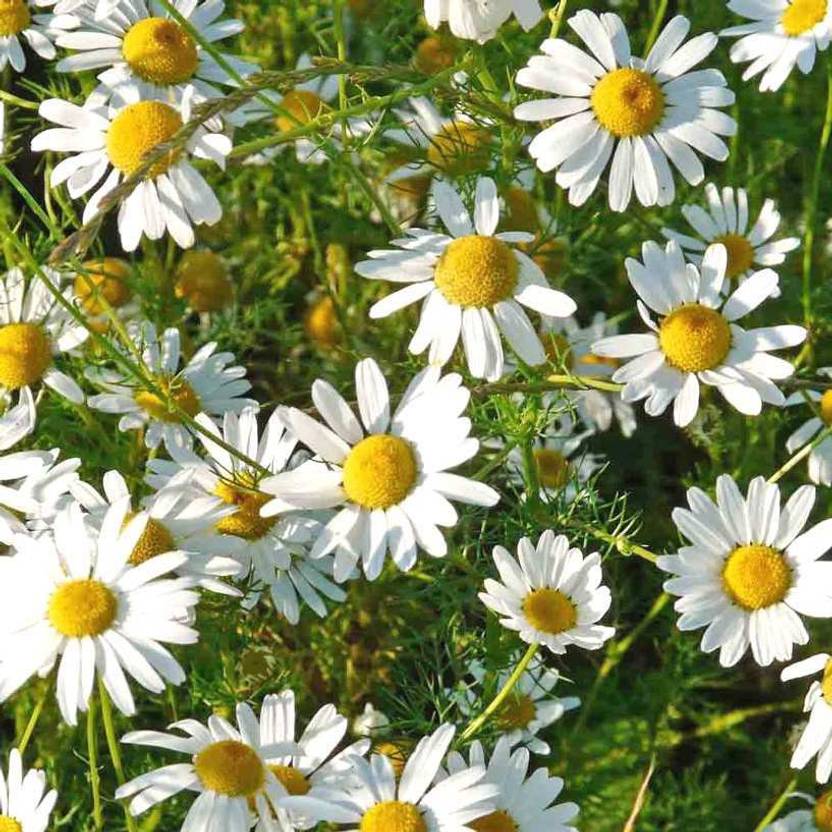 MODERN PLANT Chrysanthemums/ Guldavari Plant Price in India - Buy ...