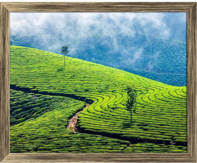 Artzfolio Image of Tea Plantations In Munnar, Kerala, India Canvas ...
