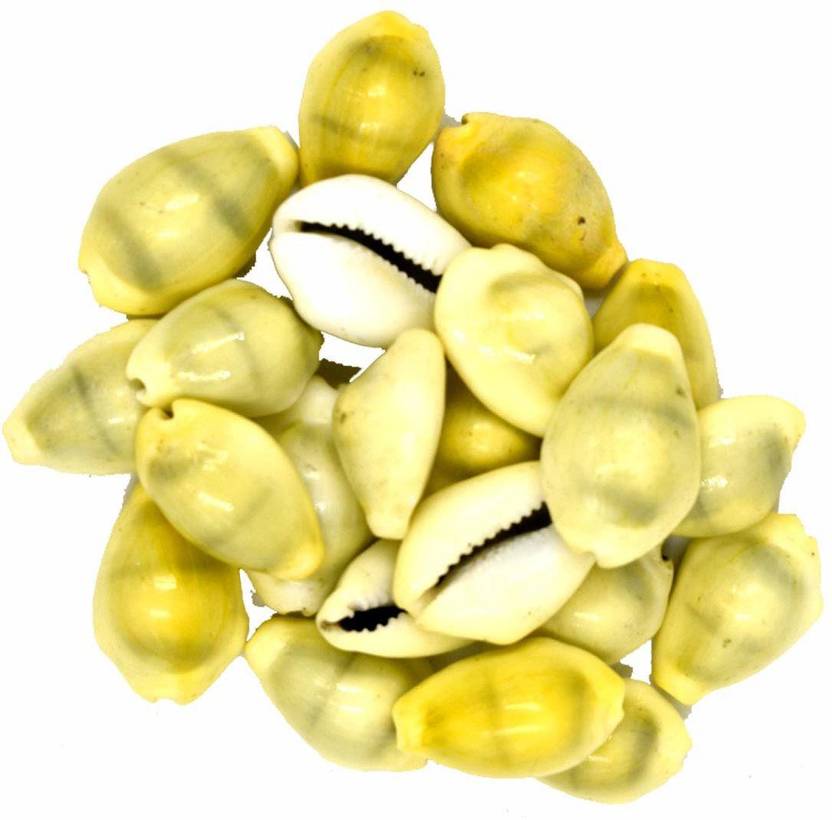 Dravina trader original sea shell Lakshmi Peelim Yellow Kawri Kodi ...