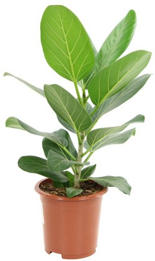 plant palace Bargad, Banyan Seed Price in India - Buy plant palace ...