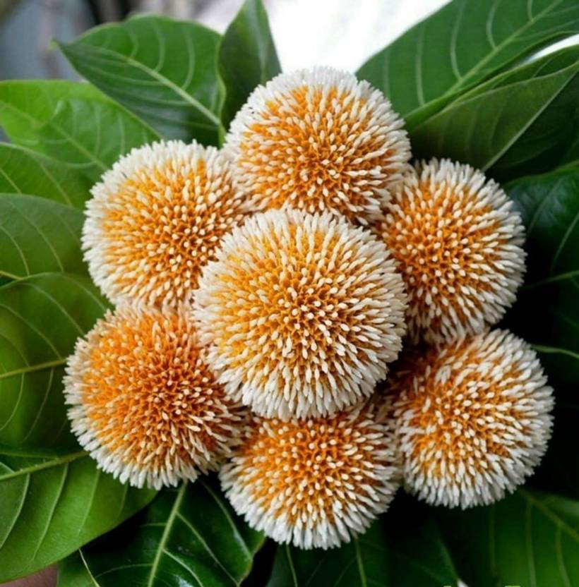 plant palace Kadam, Neolamarckia cadamba Seed Price in India - Buy ...