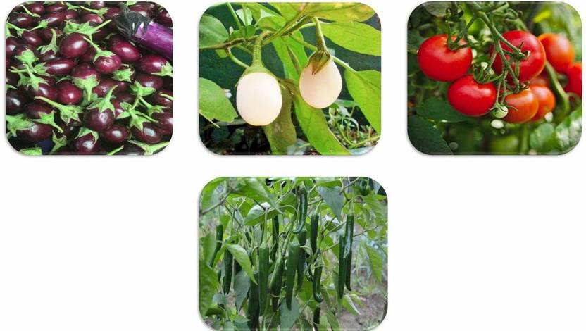 CYBEXIS Combo Vegetable Seeds 4 Variety Tomato, Chilli, Brinjal Purple ...