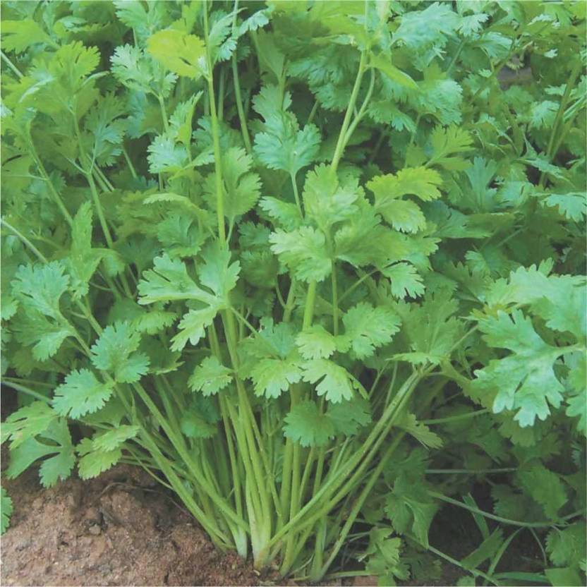 YOUNG STAR CORIANDER (DHANIYA) Seed Price in India - Buy YOUNG STAR ...
